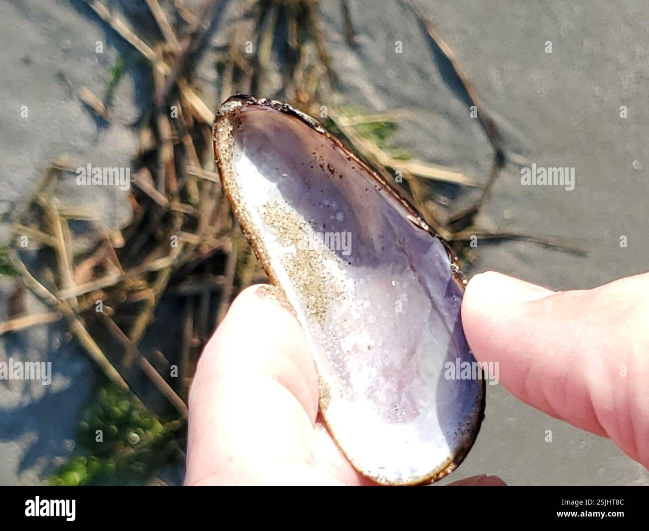 Atlantic Ribbed Mussel (Geukensia demissa), Mollusca, Charleston, South ...