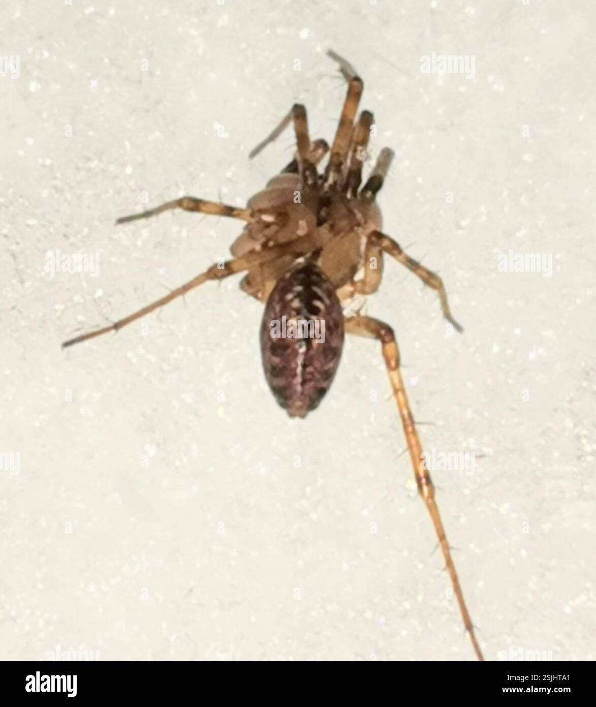 Horse-Head Spider (Stemonyphantes lineatus), Arachnida, 31160 Urjala ...