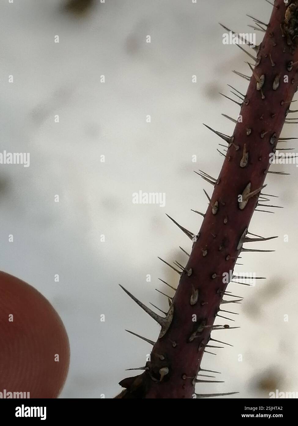 Prickly Wild Rose (Rosa acicularis), Plantae, Иркутская обл., Россия ...