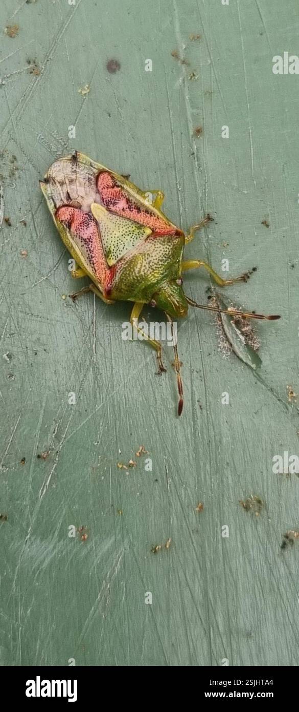 Juniper Shield Bug (Cyphostethus tristriatus), Insecta, Kingshurst ...