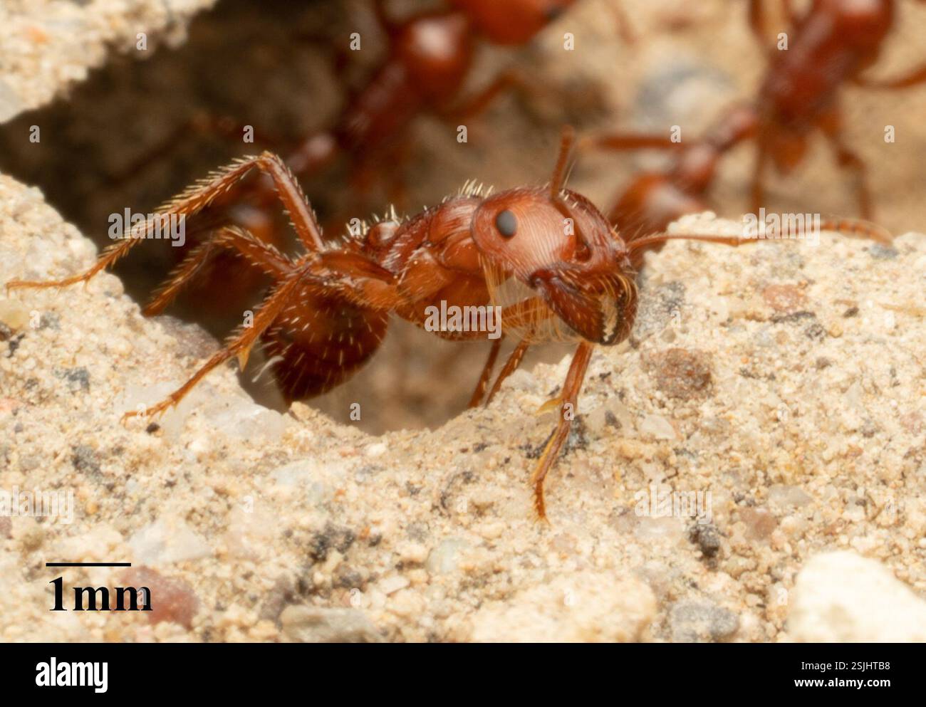 Californicus-group Harvester Ants (Pogonomyrmex californicus), Insecta ...