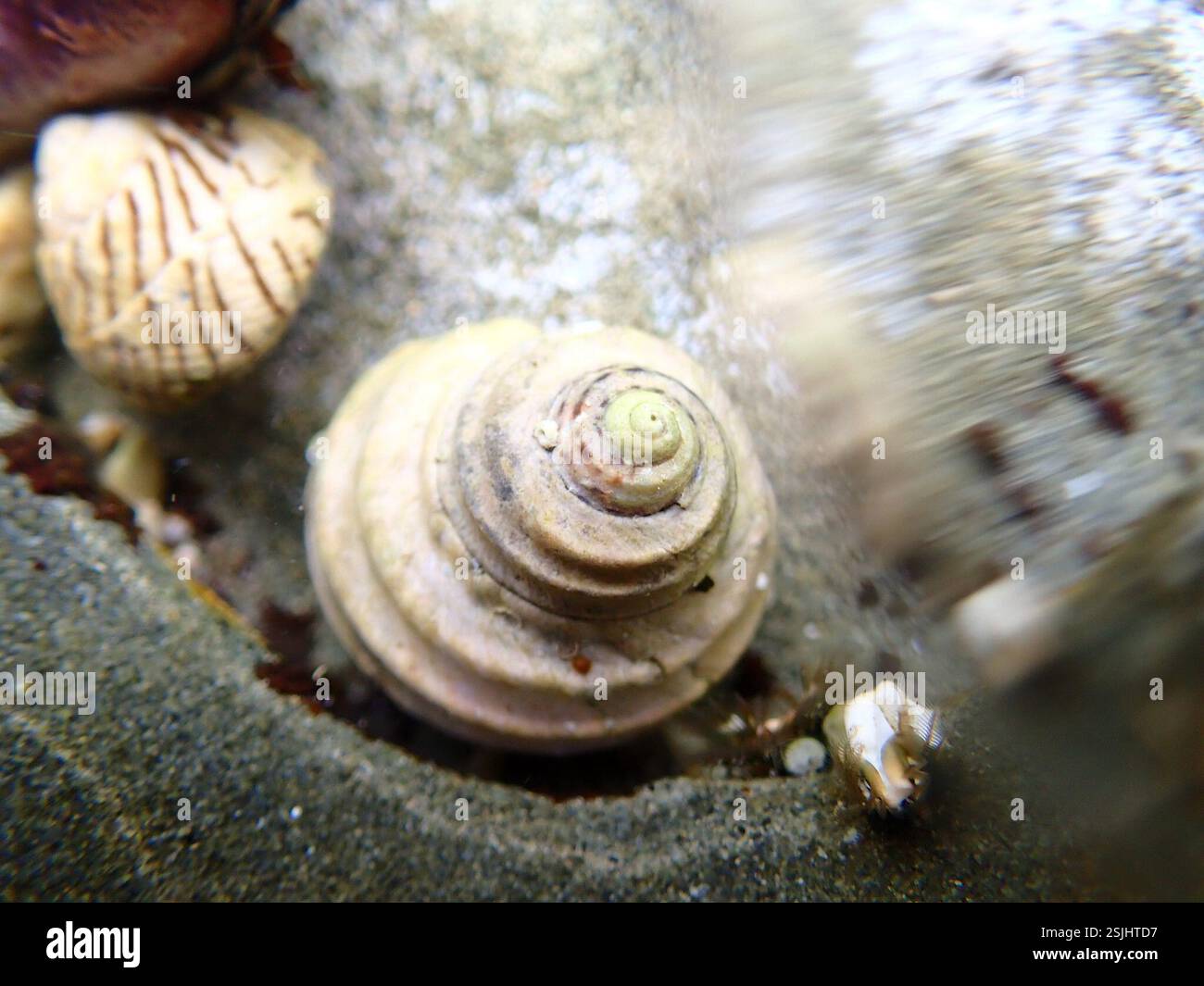 Southern ribbed top snail (Austrocochlea constricta), Mollusca, Skenes ...