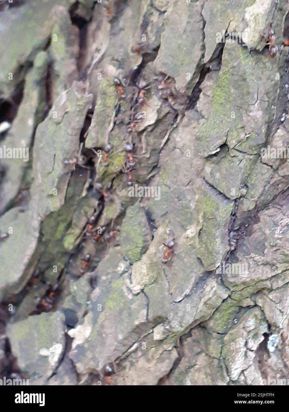 central european bicolored ant (Lasius emarginatus), Insecta, Stare ...