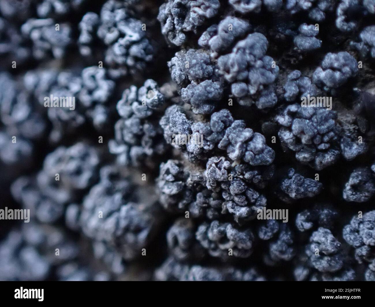 Ascomycete Fungi (Ascomycota), Fungi, Palm Desert, CA, USA, On mineral ...