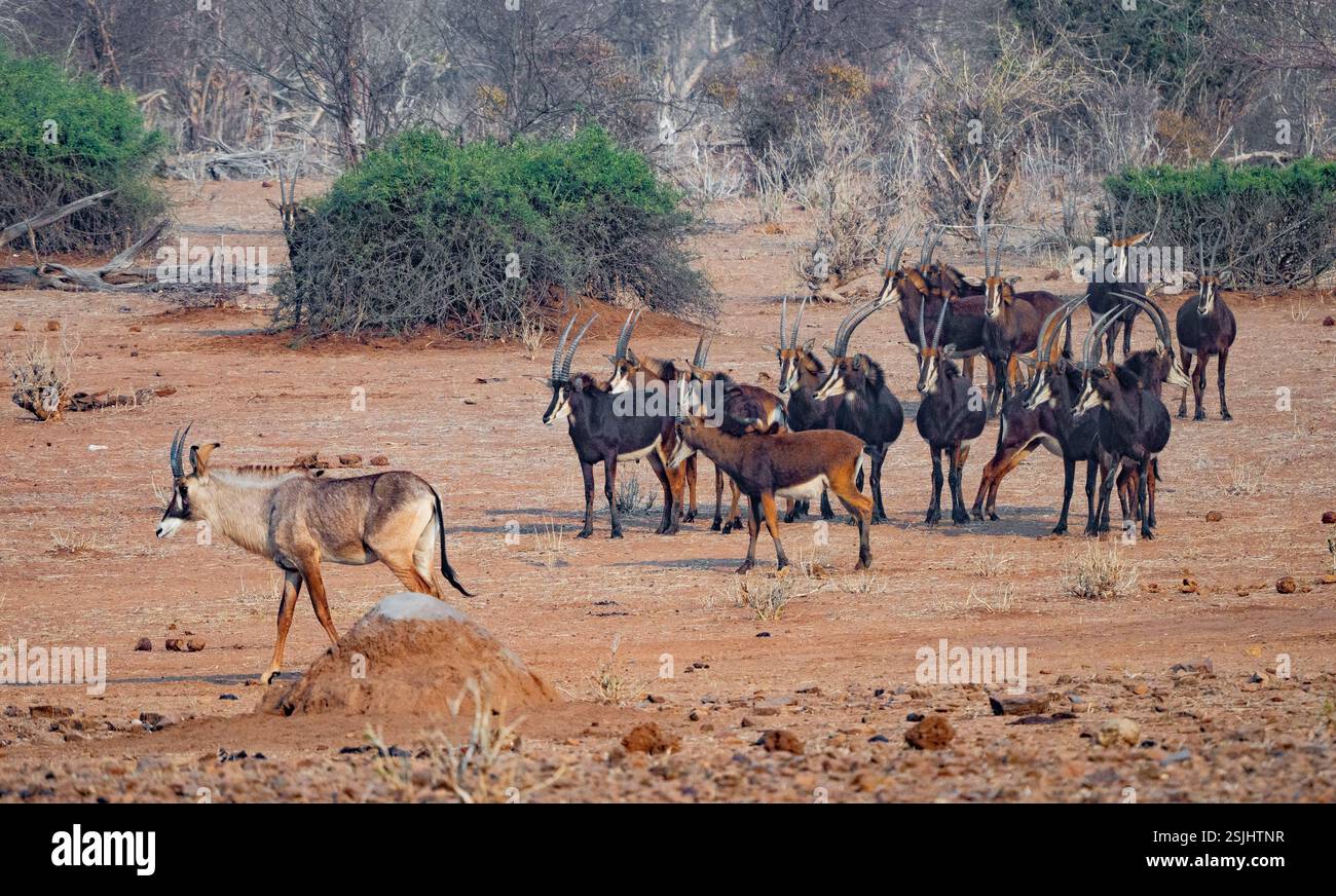Sable Antelope (Hippotragus niger) and (Roan Antelope (Hippotragus ...