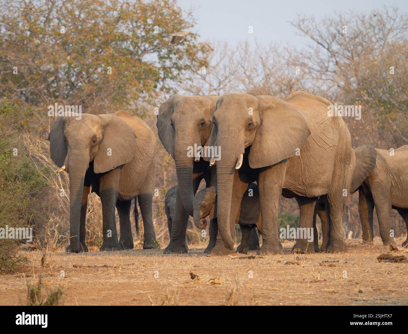 Adult african elephants calf hi-res stock photography and images - Alamy