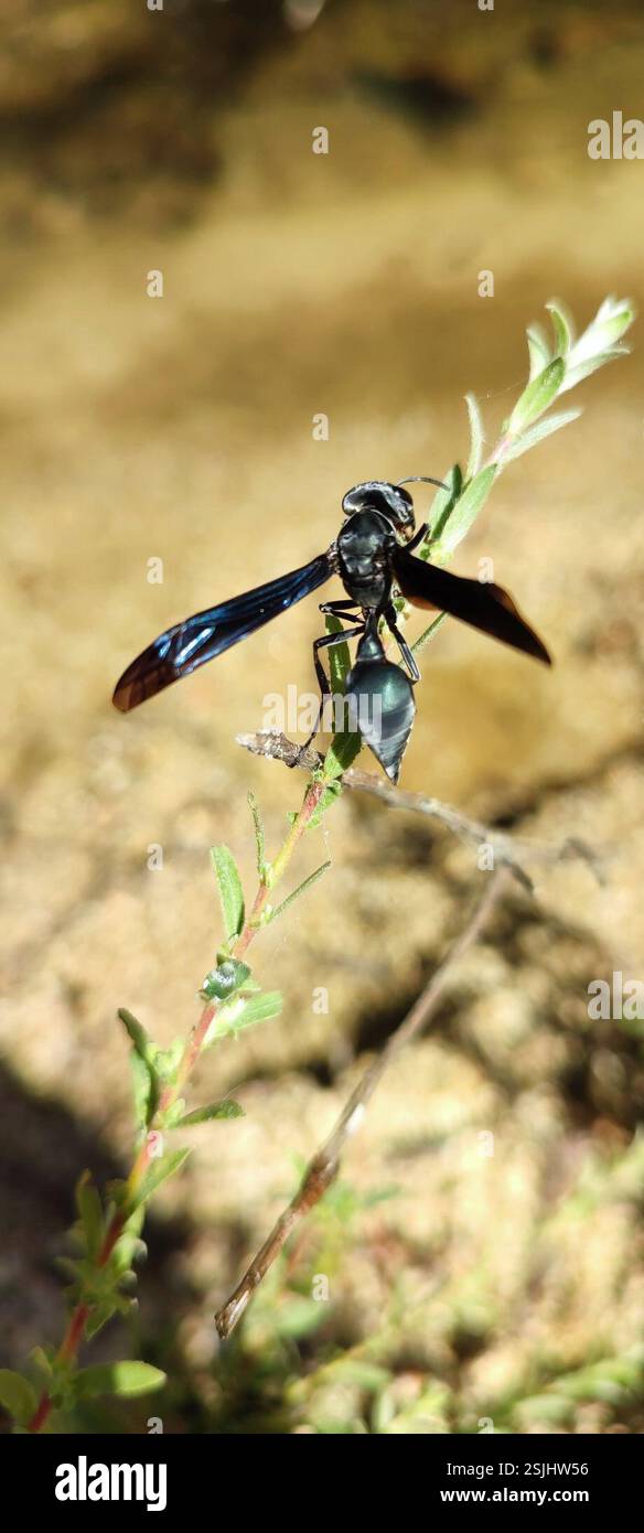Northern Warrior Wasp (Synoeca septentrionalis), Insecta, 48445 Jal ...