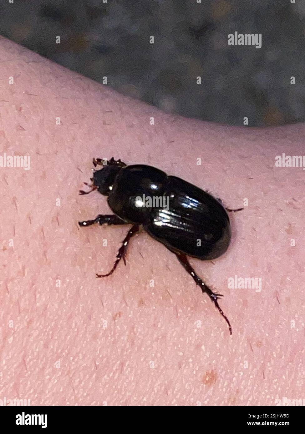 Black Beetles (Heteronychus), Insecta, Macarthur Square, Campbelltown ...