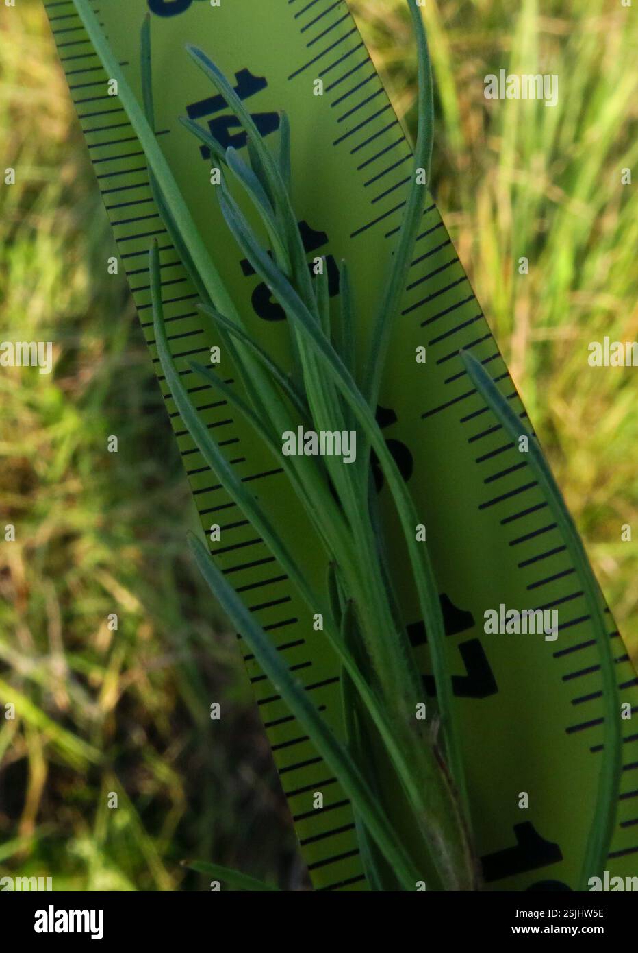 Lobelias (Lobelia), Plantae, uMkhanyakude District Municipality, South ...