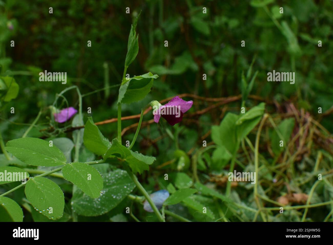 Common Pea (Pisum sativum), Plantae, 中国贵州省黔南布依族苗族自治州龙里县 Stock Photo - Alamy