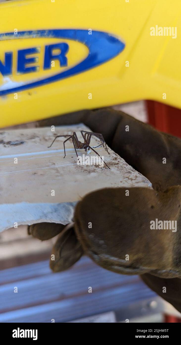 Brown Recluse (Loxosceles reclusa), Arachnida, Smith County, US-TX, US ...