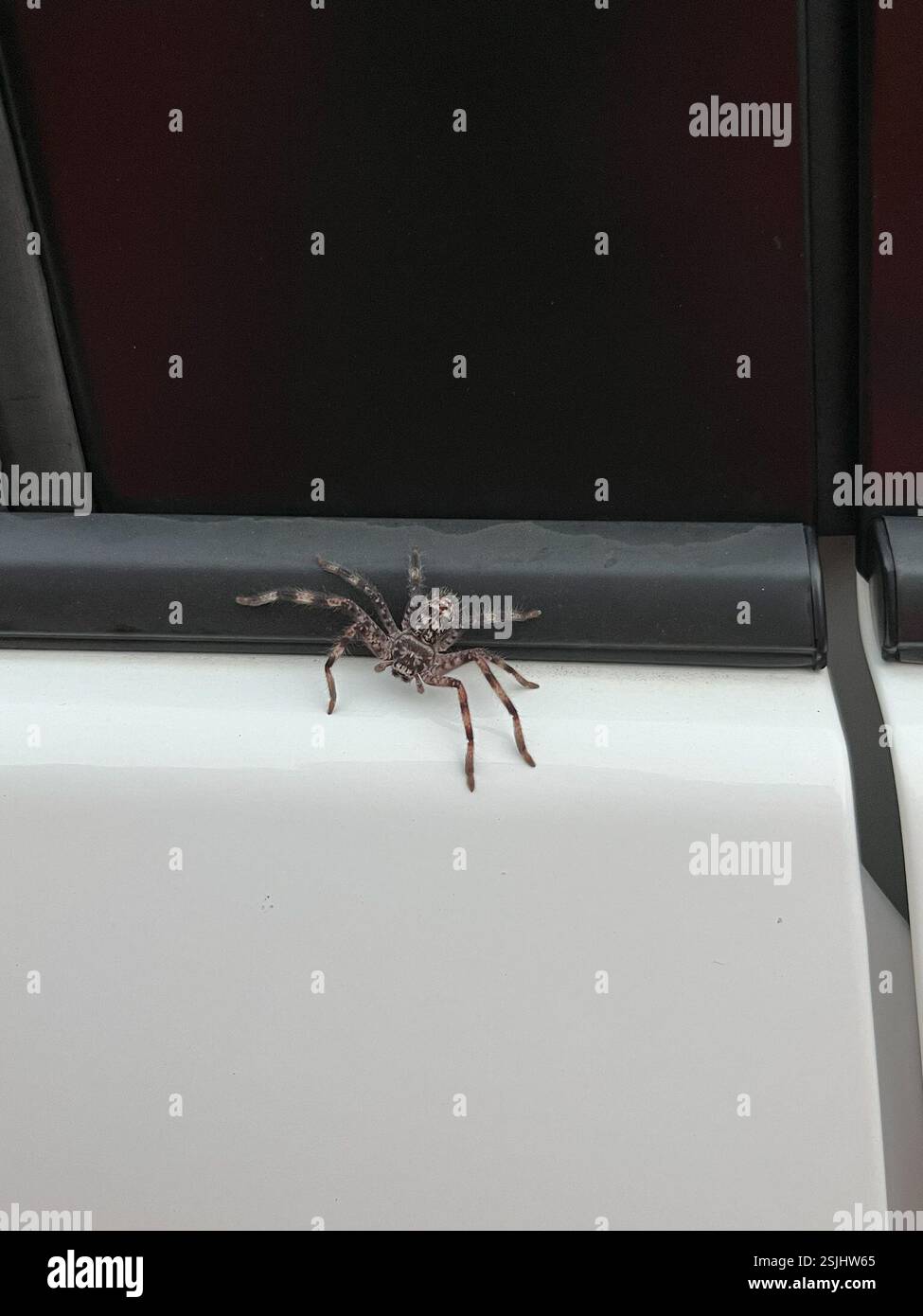 Banded Huntsman Spiders (Holconia), Arachnida, Reynolds St, Nebo, QLD ...