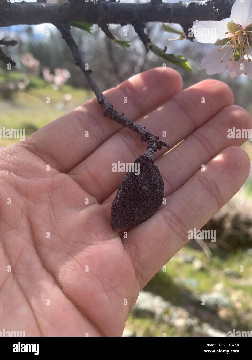 Almond (Prunus amygdalus), Plantae, Camp Beale Hwy, Beale Afb, CA, US ...