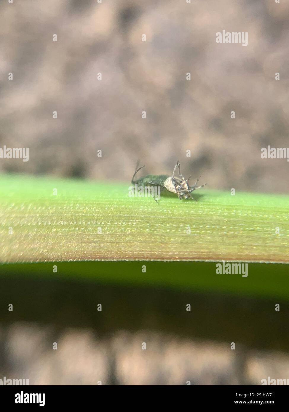 True Bugs, Hoppers, Aphids, and allies (Hemiptera), Insecta, Beale Afb ...
