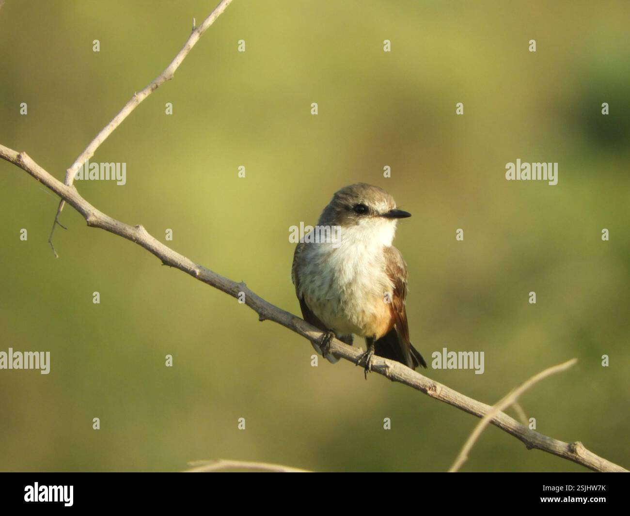 Vermilion Flycatcher (Pyrocephalus rubinus), Aves, Rosamorada, Nay ...