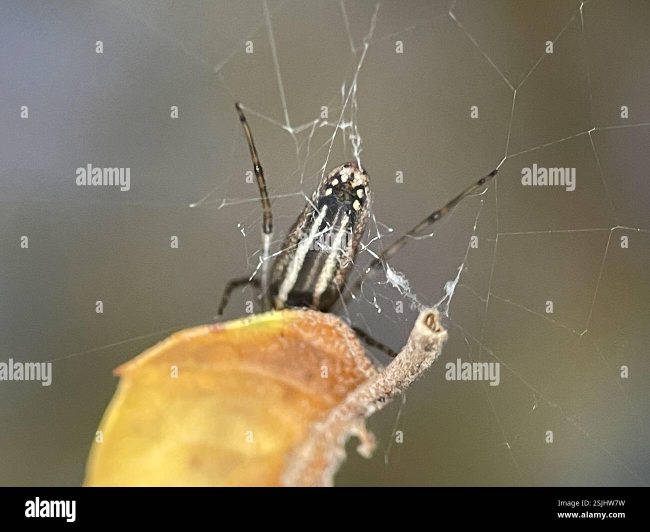 Stretch Spiders (Tetragnatha), Arachnida, Via Laguna Vista, San Luis ...
