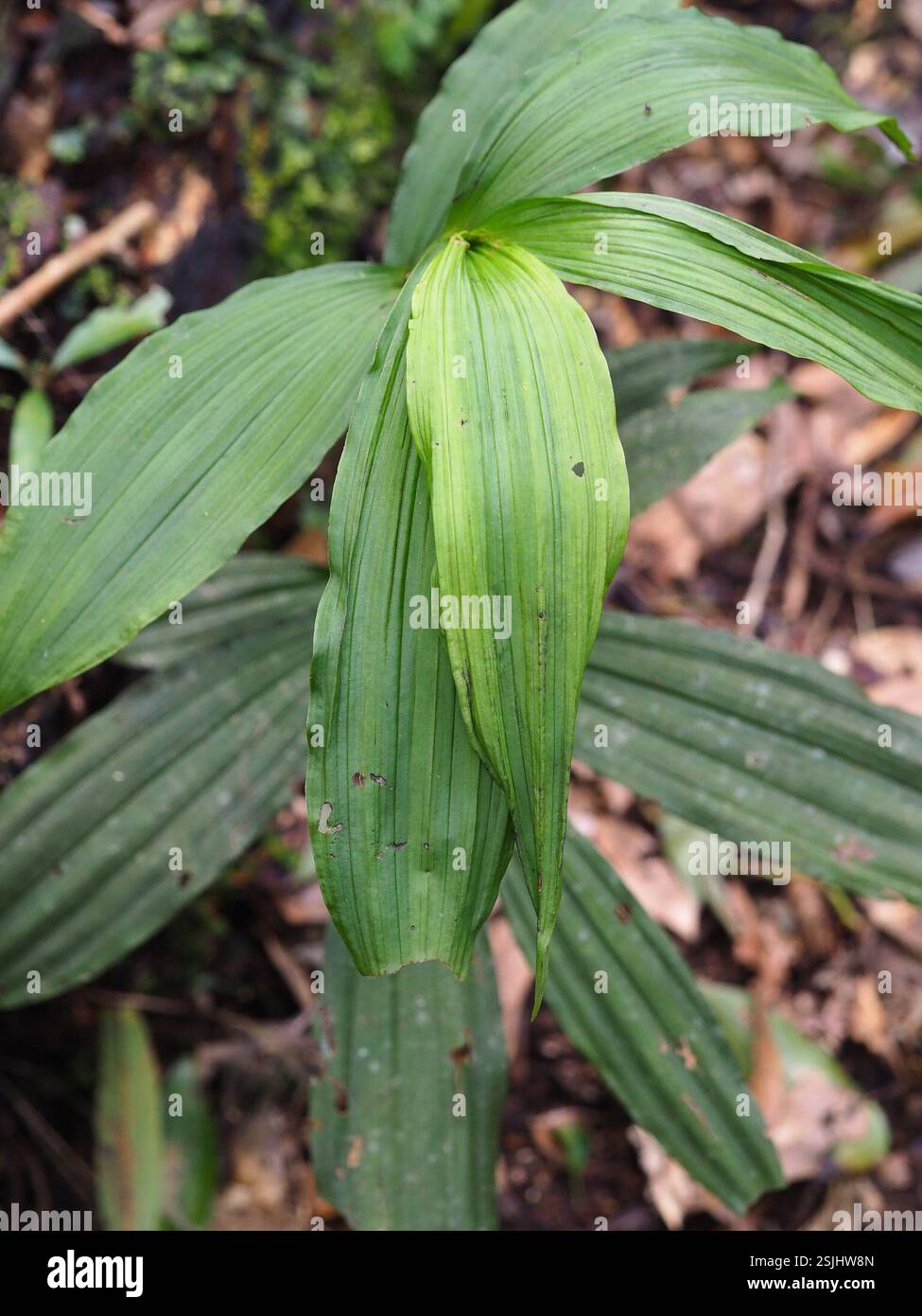 Inverted-Heart Orchid (Cephalantheropsis obcordata), Plantae, Taiwan ...