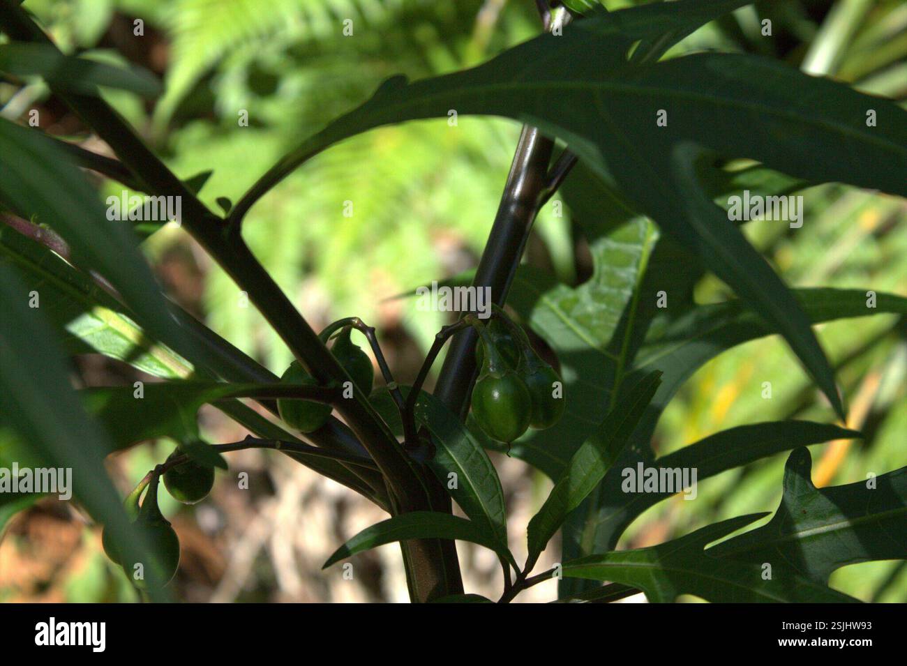 New Zealand nightshade (Solanum aviculare), Plantae, Westland District ...
