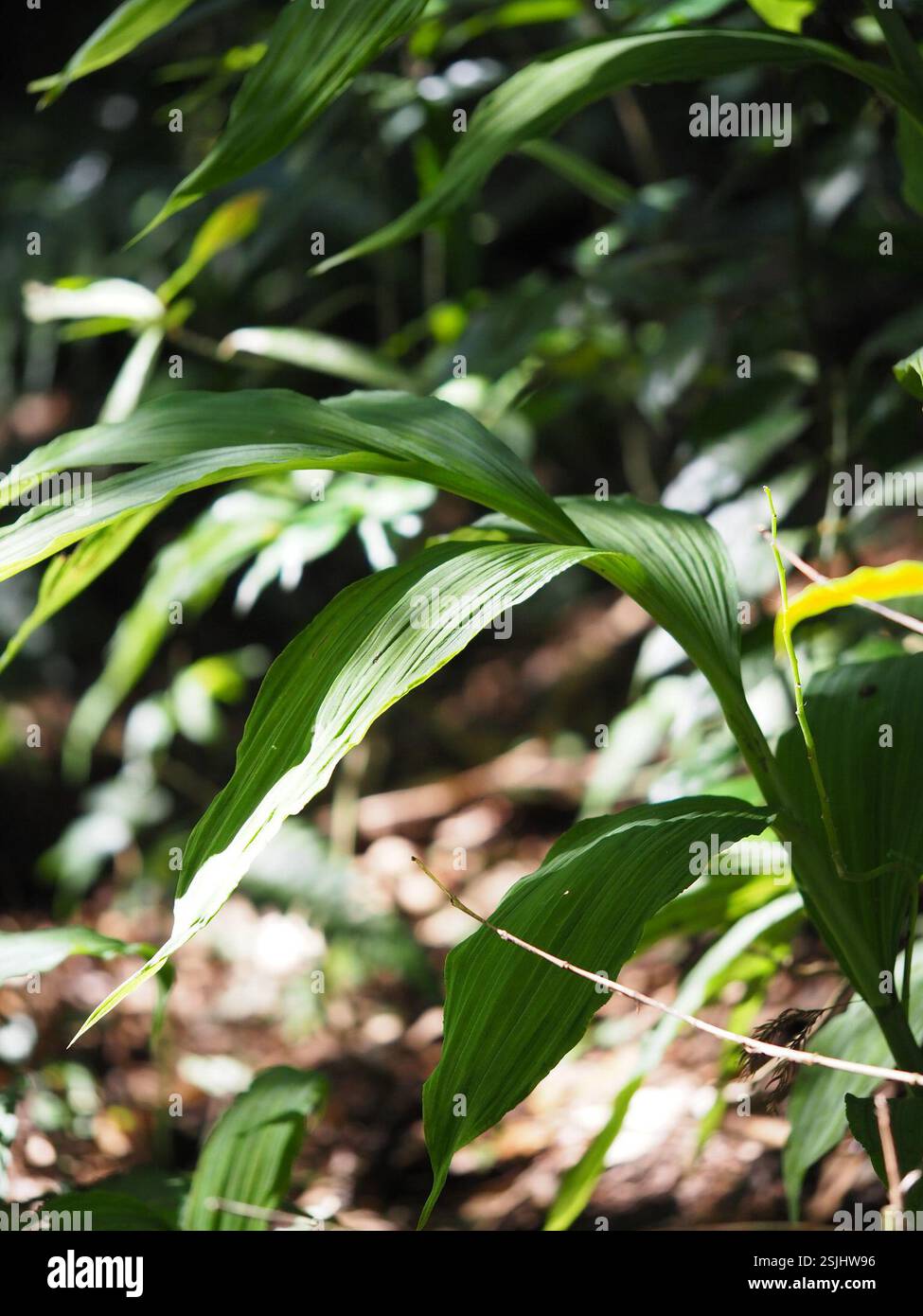 Inverted-Heart Orchid (Cephalantheropsis obcordata), Plantae, Taiwan ...