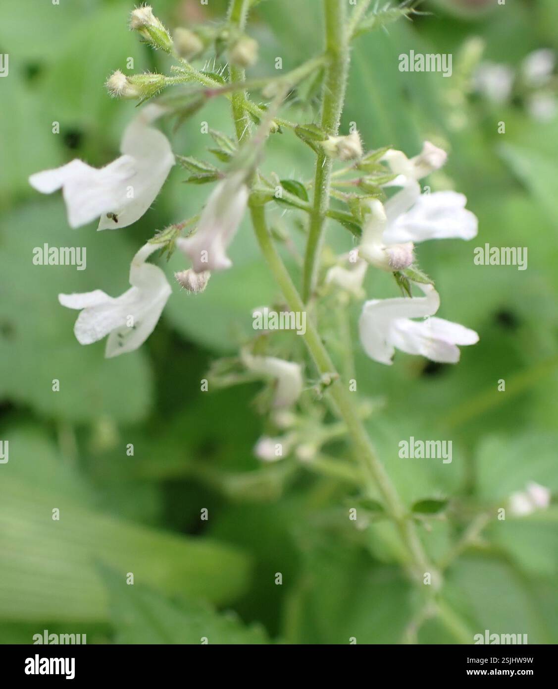 Citronella Spurflower (Equilabium laxiflorum), Plantae, Umgungundlovu ...