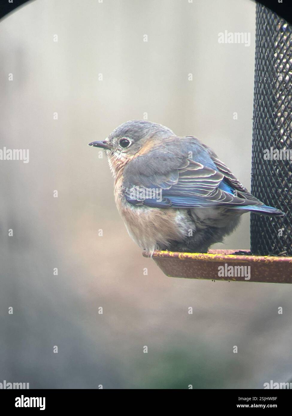 Eastern Bluebird (Sialia sialis), Aves, Timber Springs Dr N, Fishers ...