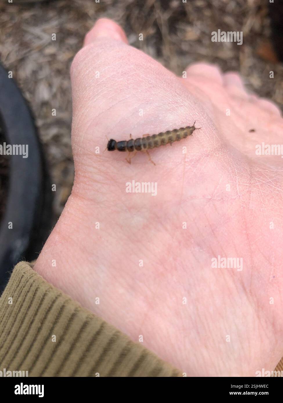 (Staphylinini), Insecta, S Mistyglen Ave, Boise, ID, US Stock Photo - Alamy