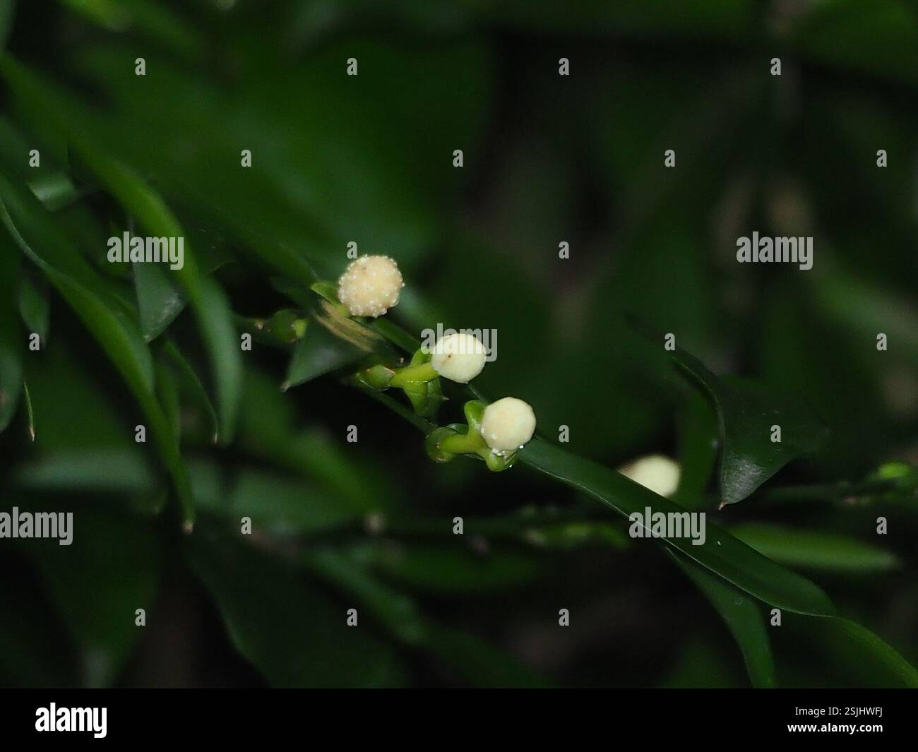 Chinese Pothos (Pothos chinensis), Plantae, 台灣台北 Stock Photo - Alamy