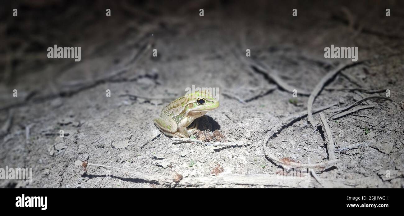 Southern Bell Frog (Ranoidea raniformis), Amphibia, Calperum Station SA ...