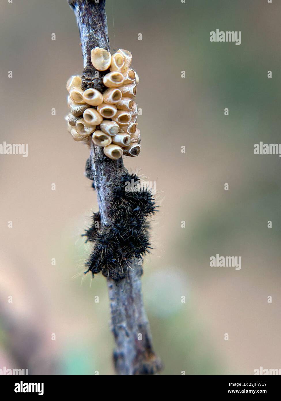 Western Sheep Moth (Hemileuca eglanterina), Insecta, Monaña de Oro ...