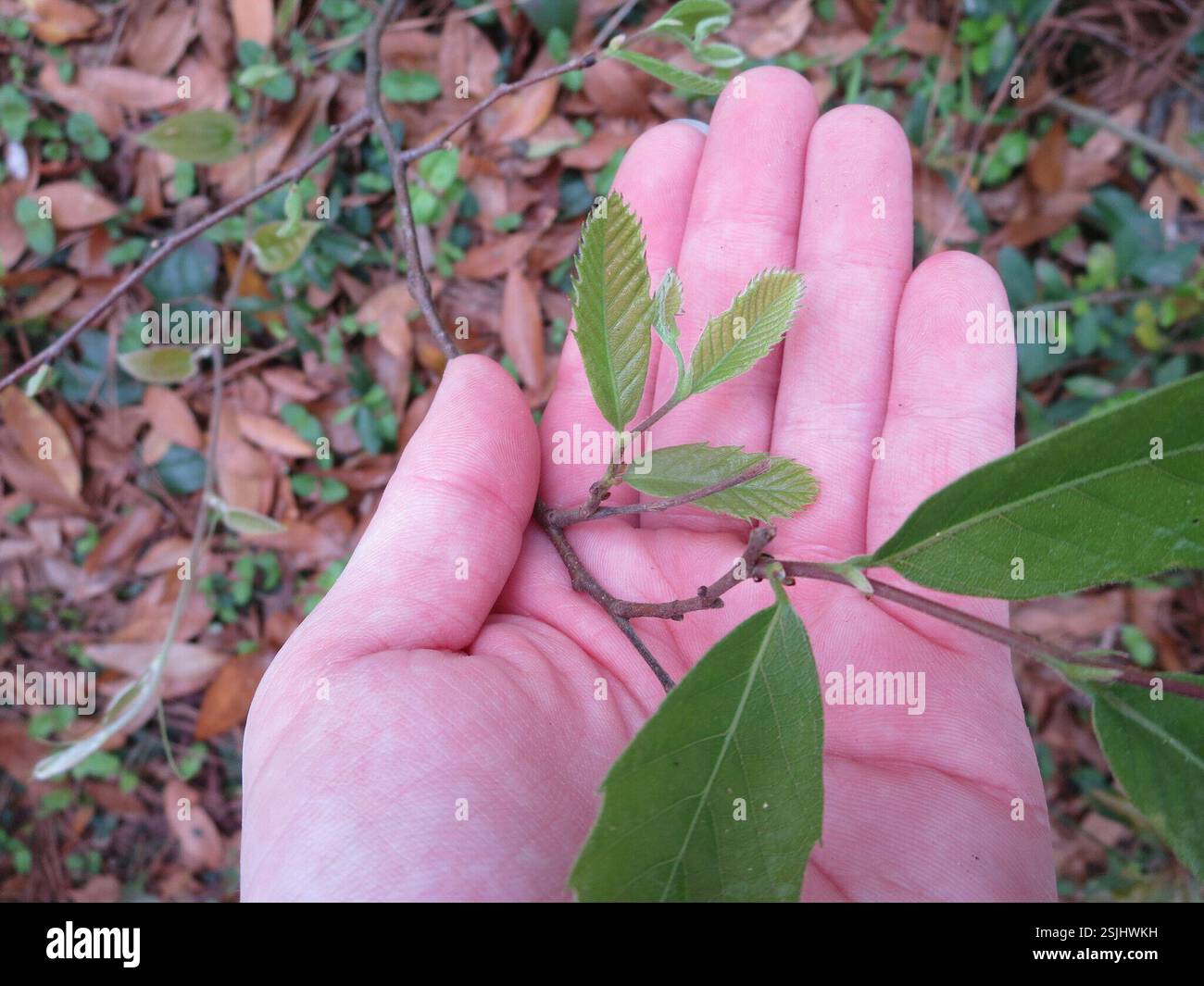 Allegheny Chinquapin (Castanea pumila), Plantae, Berkshire Woods, Savannah, GA 31419, USA, crude ...