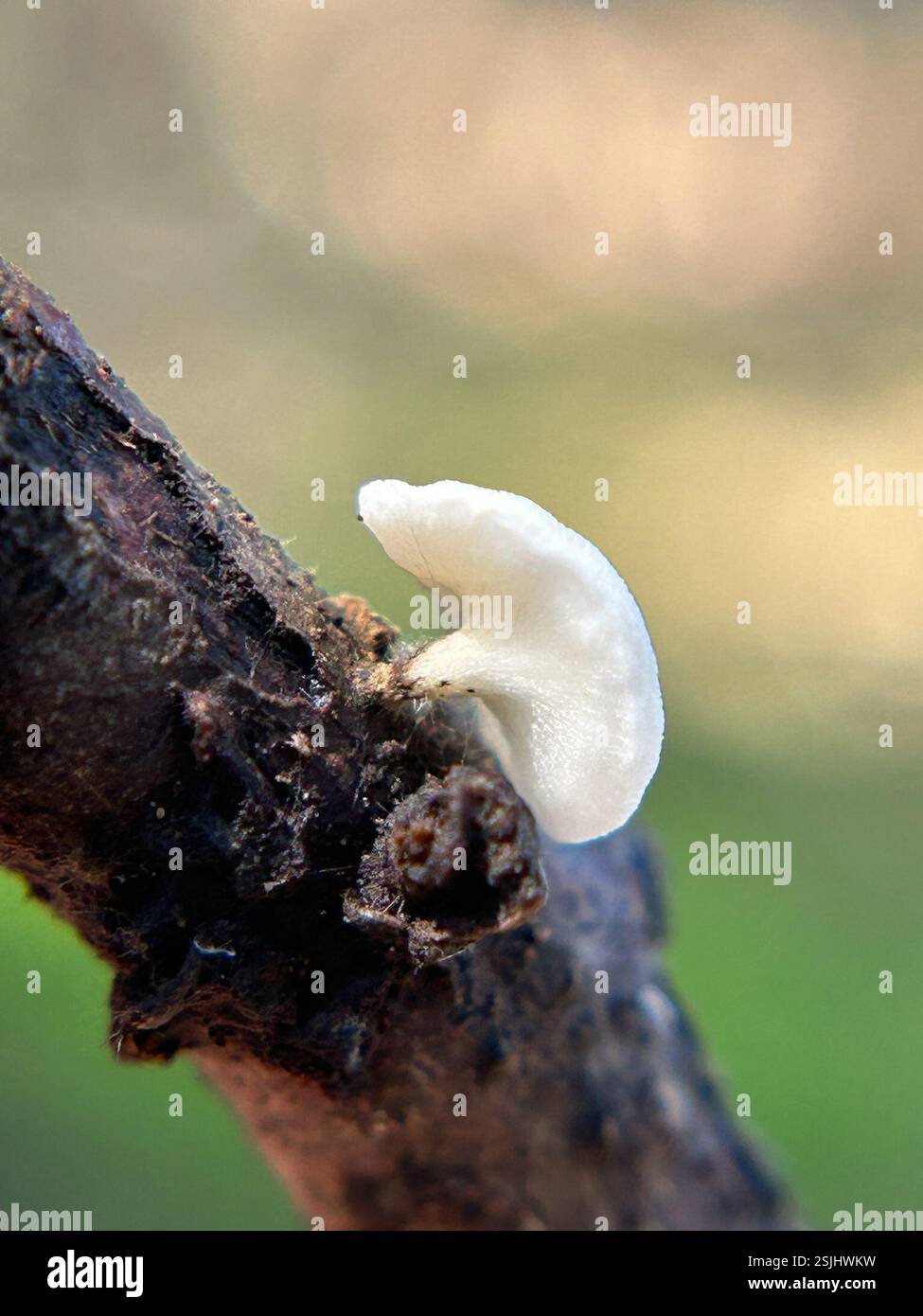 (Tatraea macrospora), Fungi, Sweet Springs Nature Preserve, Los Osos ...