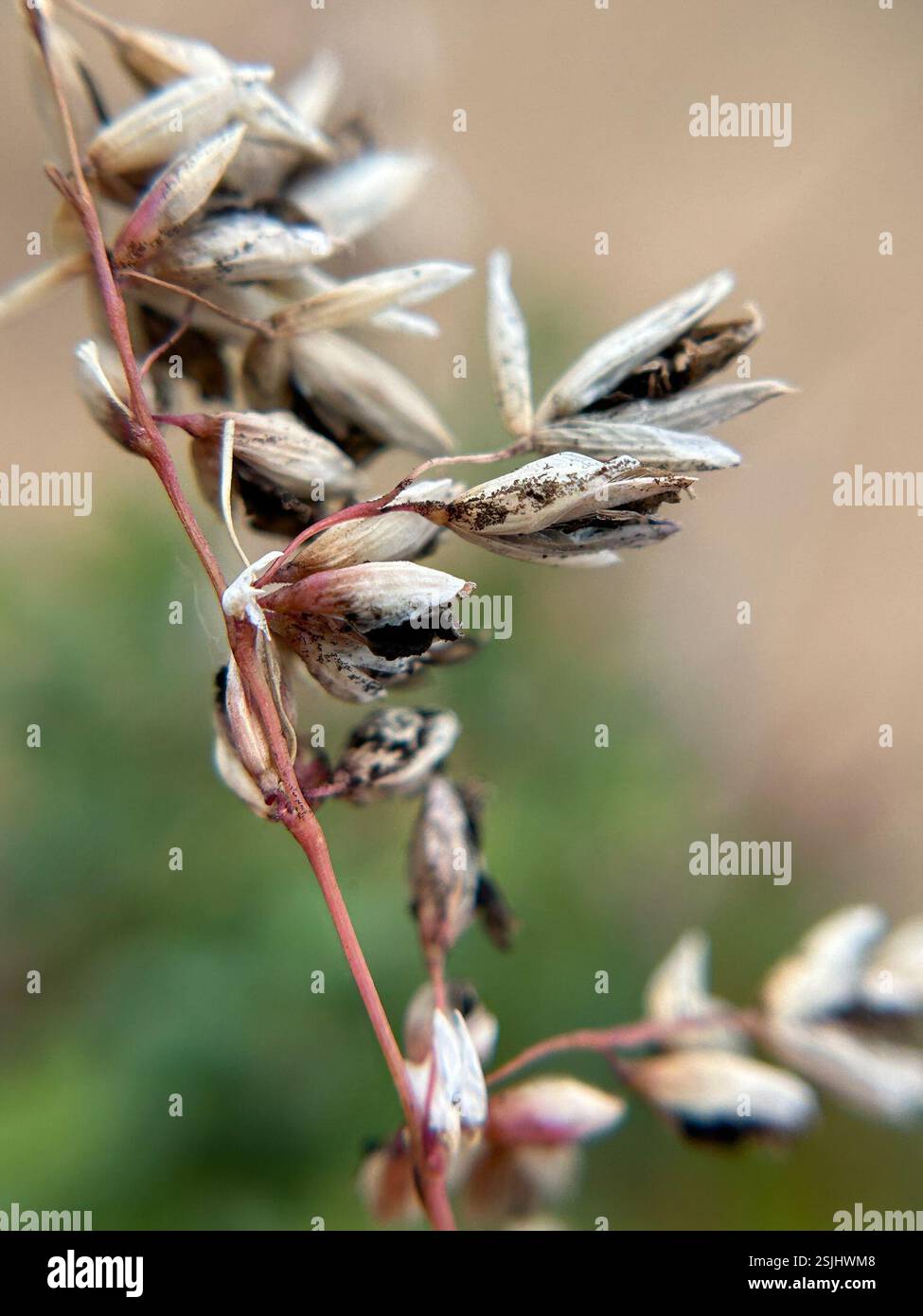veldt grass smut (Tilletia ehrhartae), Fungi, Monaña de Oro State Park ...