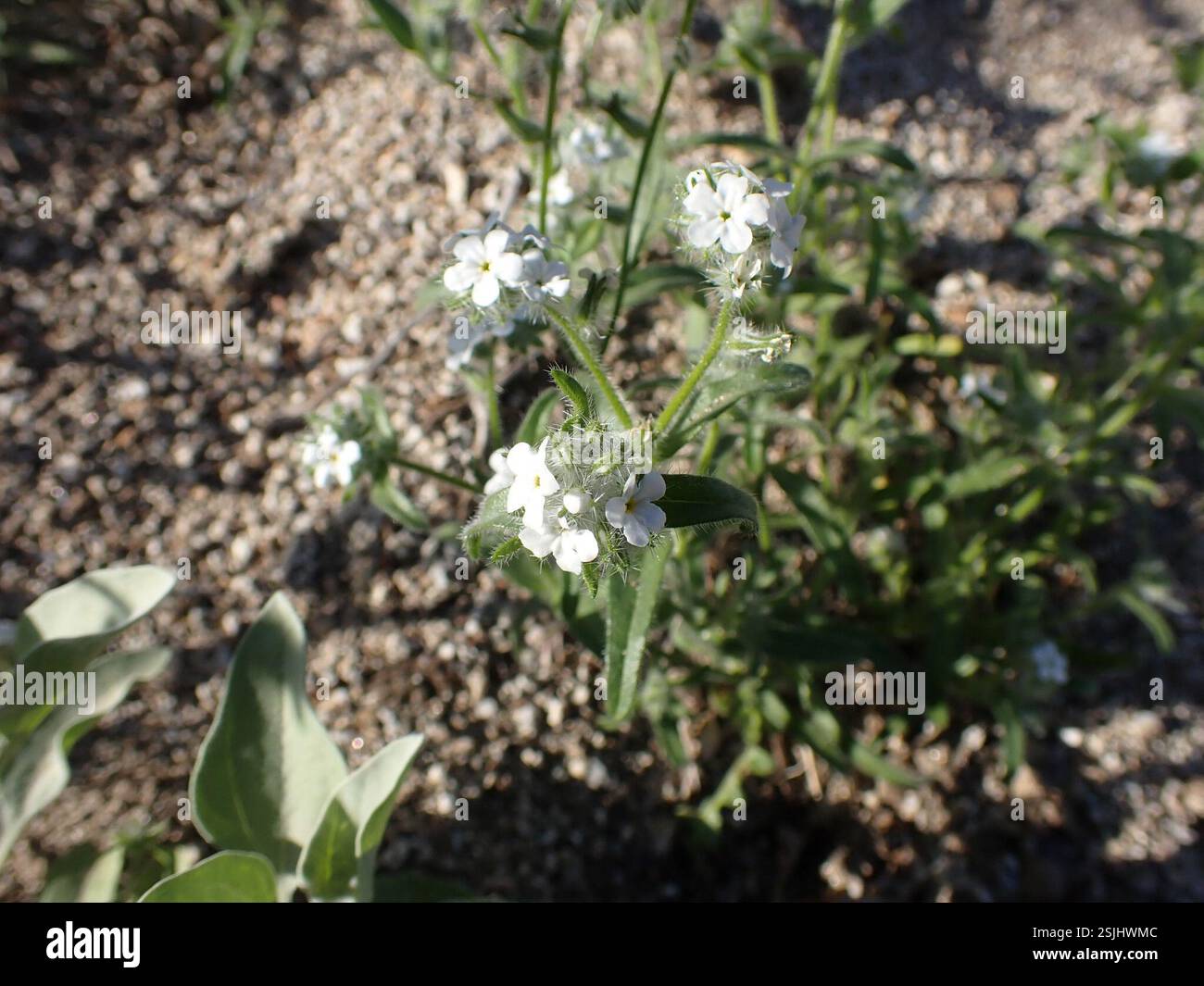 bearded cryptantha (Cryptantha barbigera), Plantae, Riverside County ...