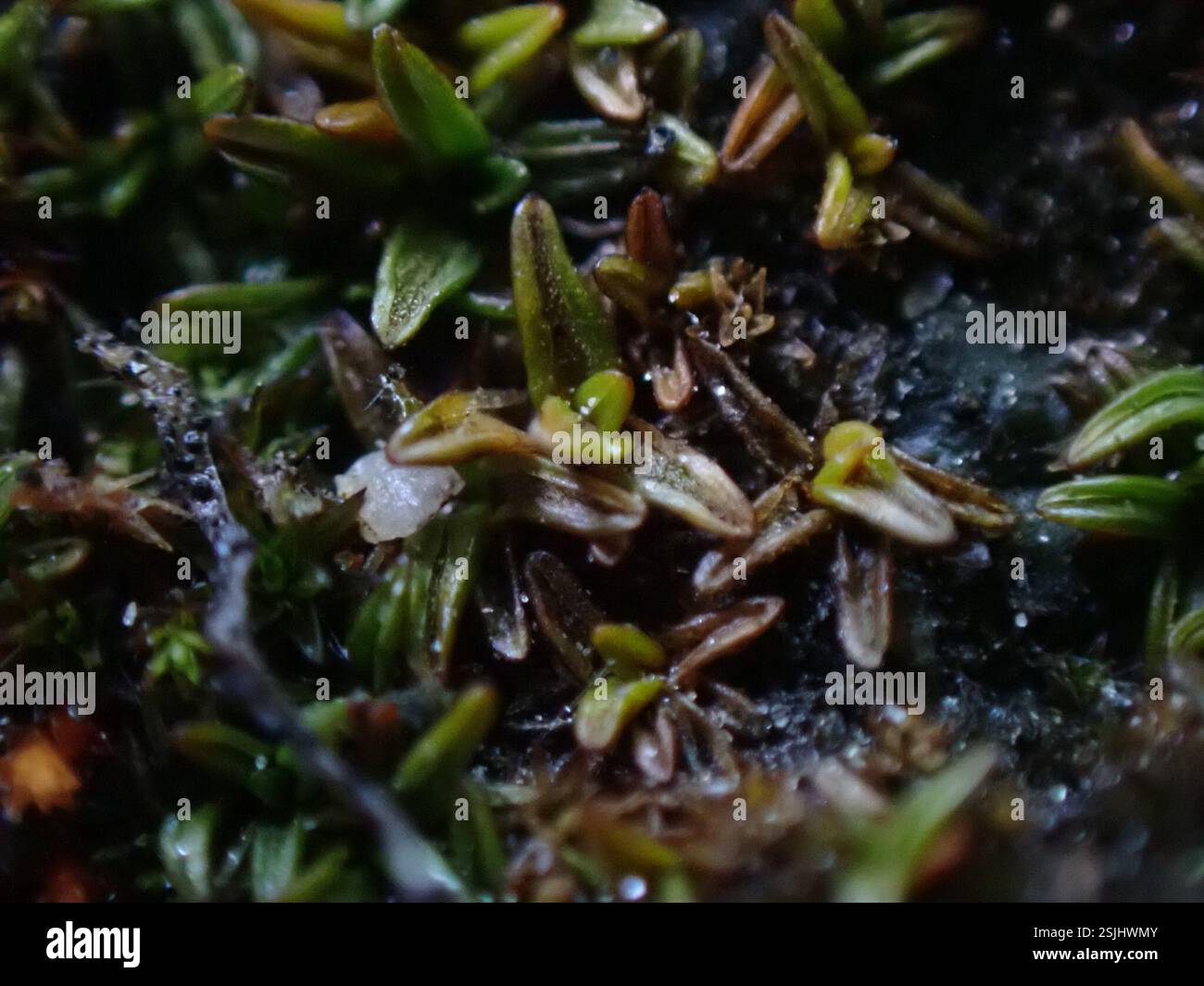 Rigid Screw Moss (Aloina rigida), Plantae, Palm Springs, CA, USA, moist ...