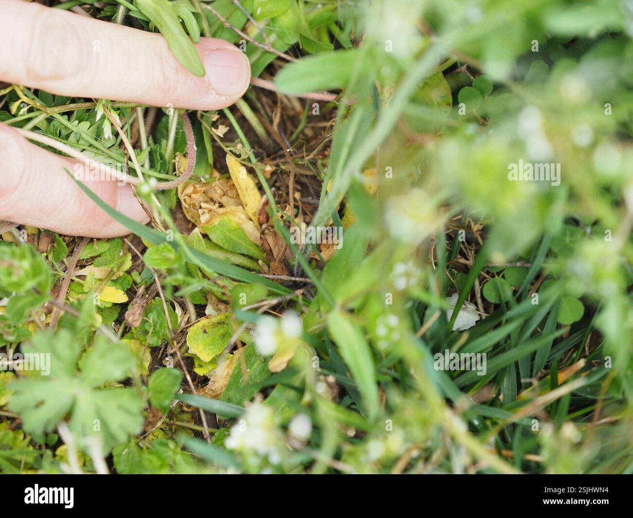 mouse-ear cress (Arabidopsis thaliana), Plantae, Lorton, VA, USA Stock ...