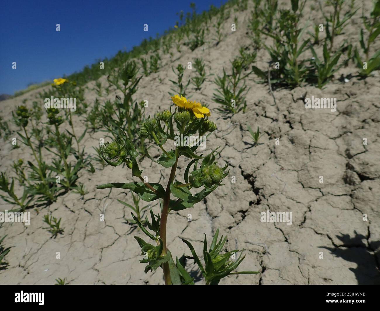 hall's tarplant (Deinandra halliana), Plantae, California, US Stock ...