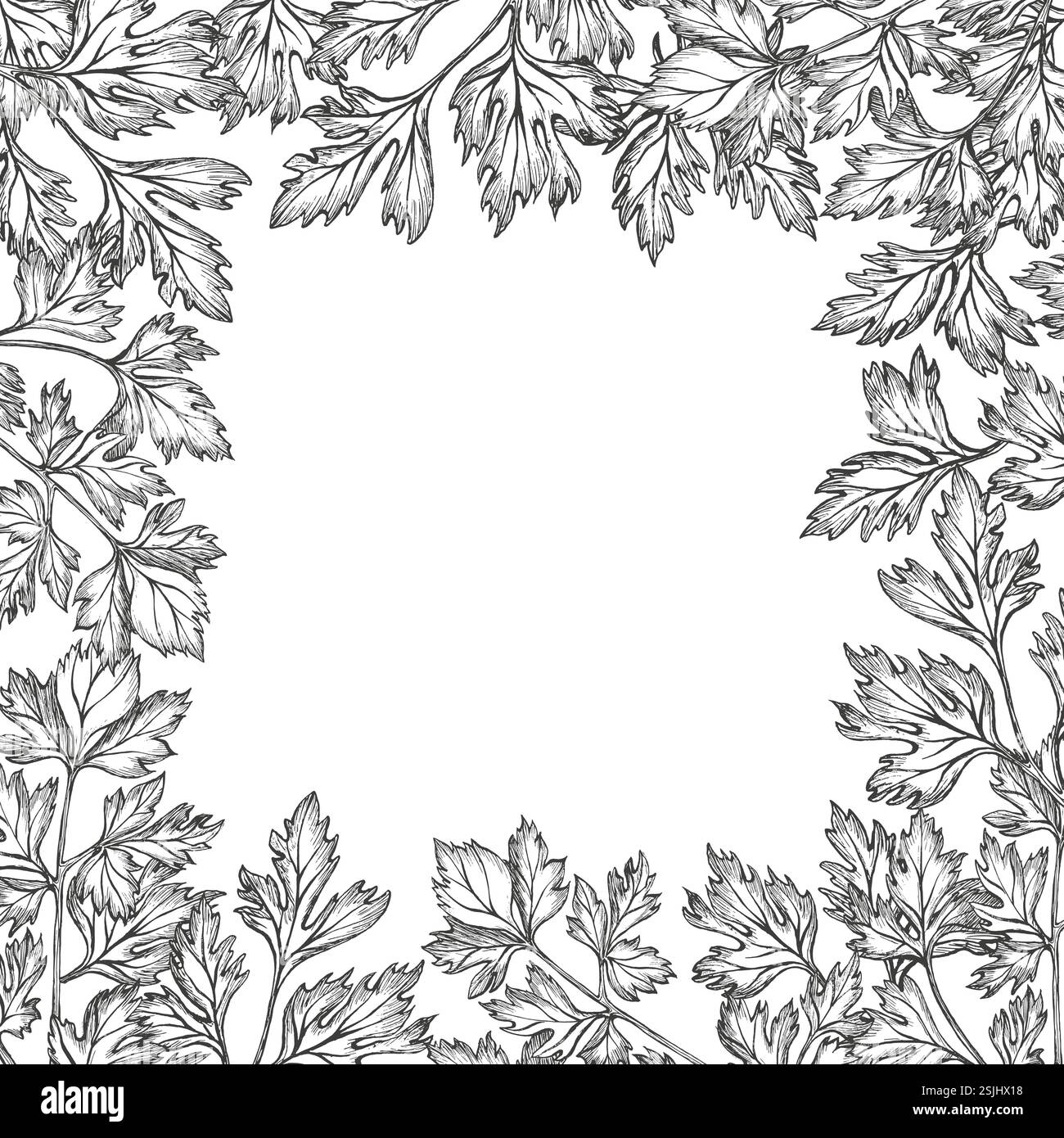 Parsley frame, cilantro, coriander. Vector graphic illustration on the ...