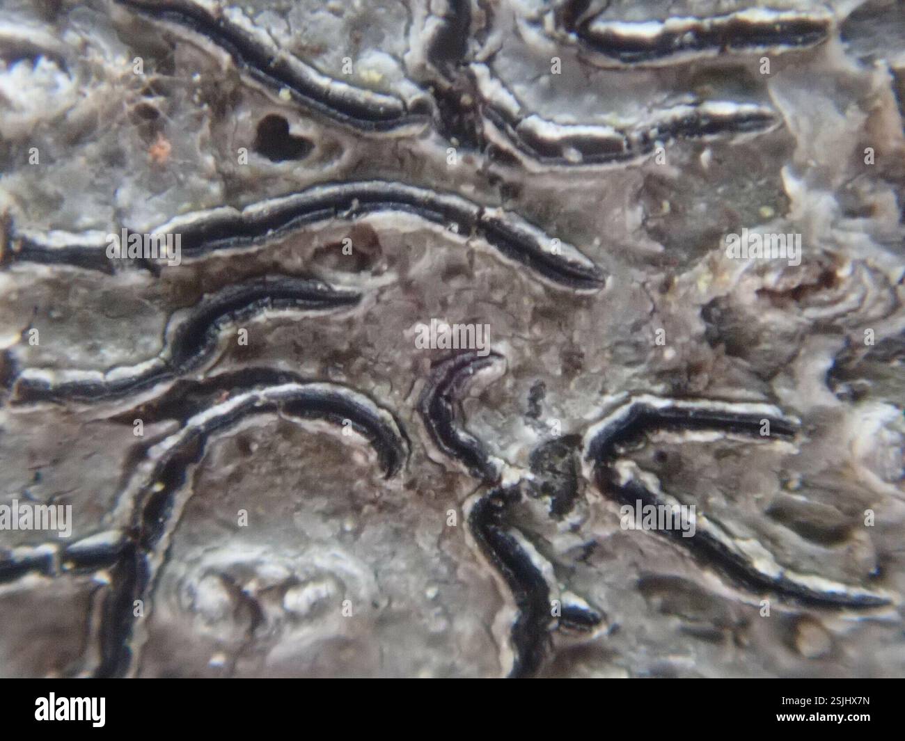 Common Script Lichen (Graphis scripta), Fungi, New Salem, MA, USA Stock ...