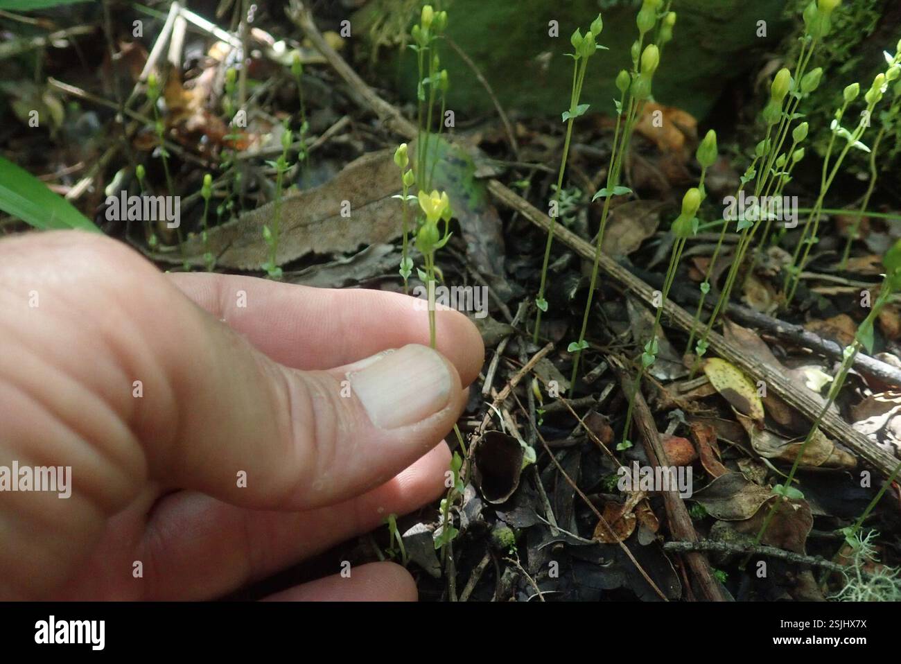 (Sebaea junodii), Plantae, Ehlanzeni District Municipality, South ...