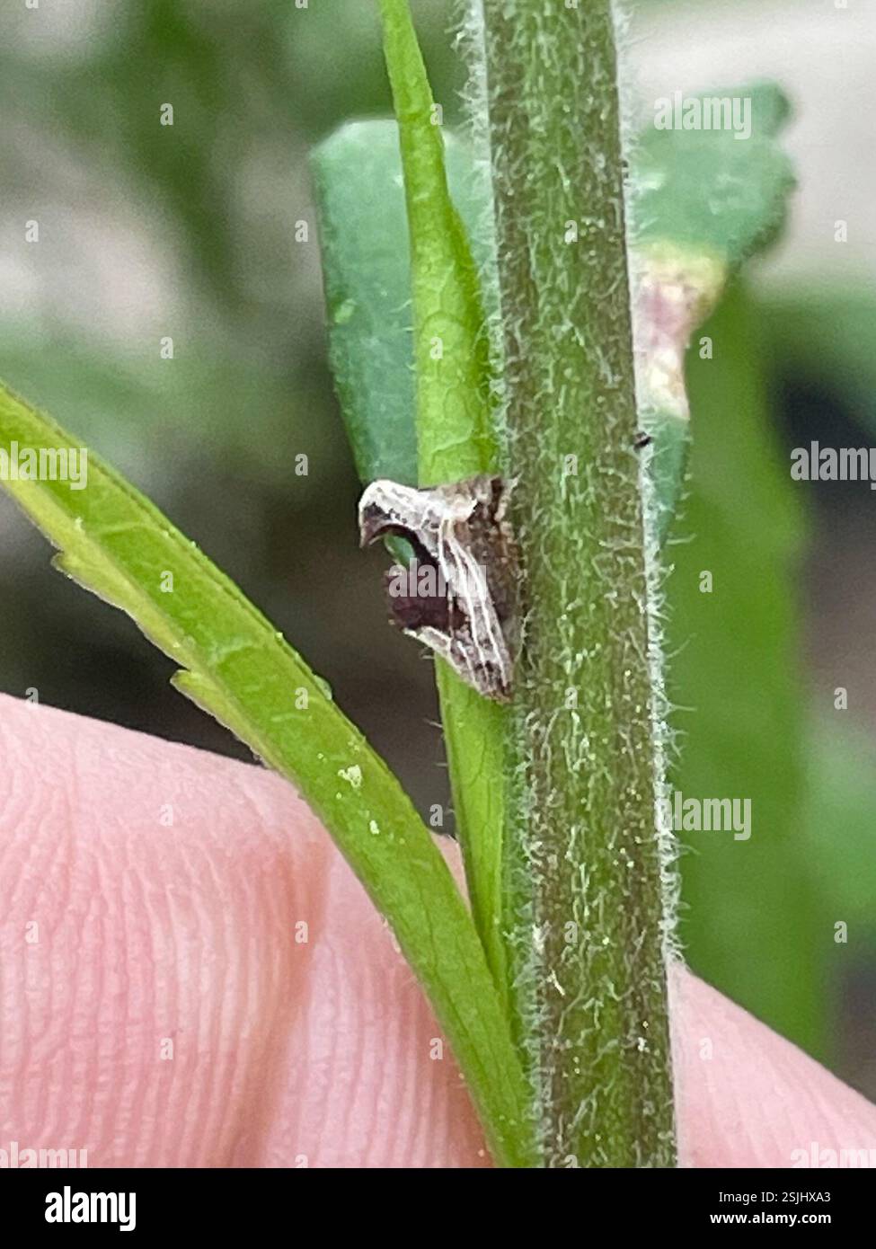 Keeled Treehopper (Entylia carinata), Insecta, Pintail Ln, Natchez, MS ...