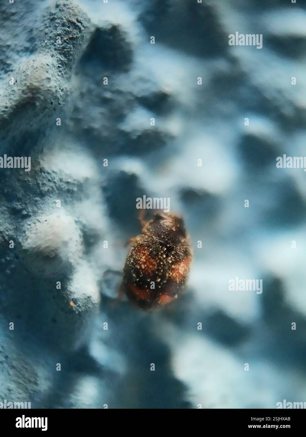 Four-spotted Nephus (Nephus quadrimaculatus), Insecta, 23018 Talamona ...