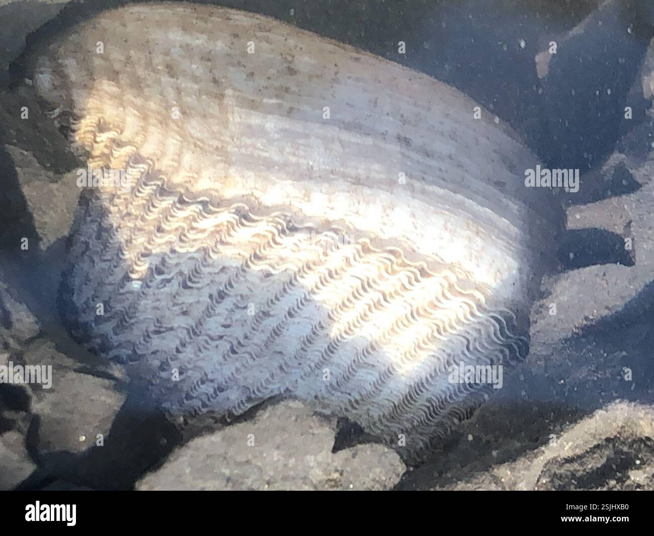Piddocks and Angelwings (Pholadidae), Mollusca, San Mateo, Golden Gate ...