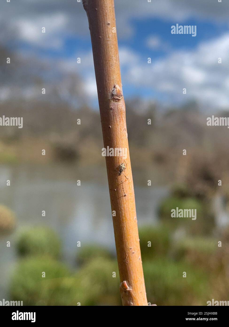 Typical Spiders (Araneomorphae), Arachnida, Dry Creek, Wheatland, CA ...