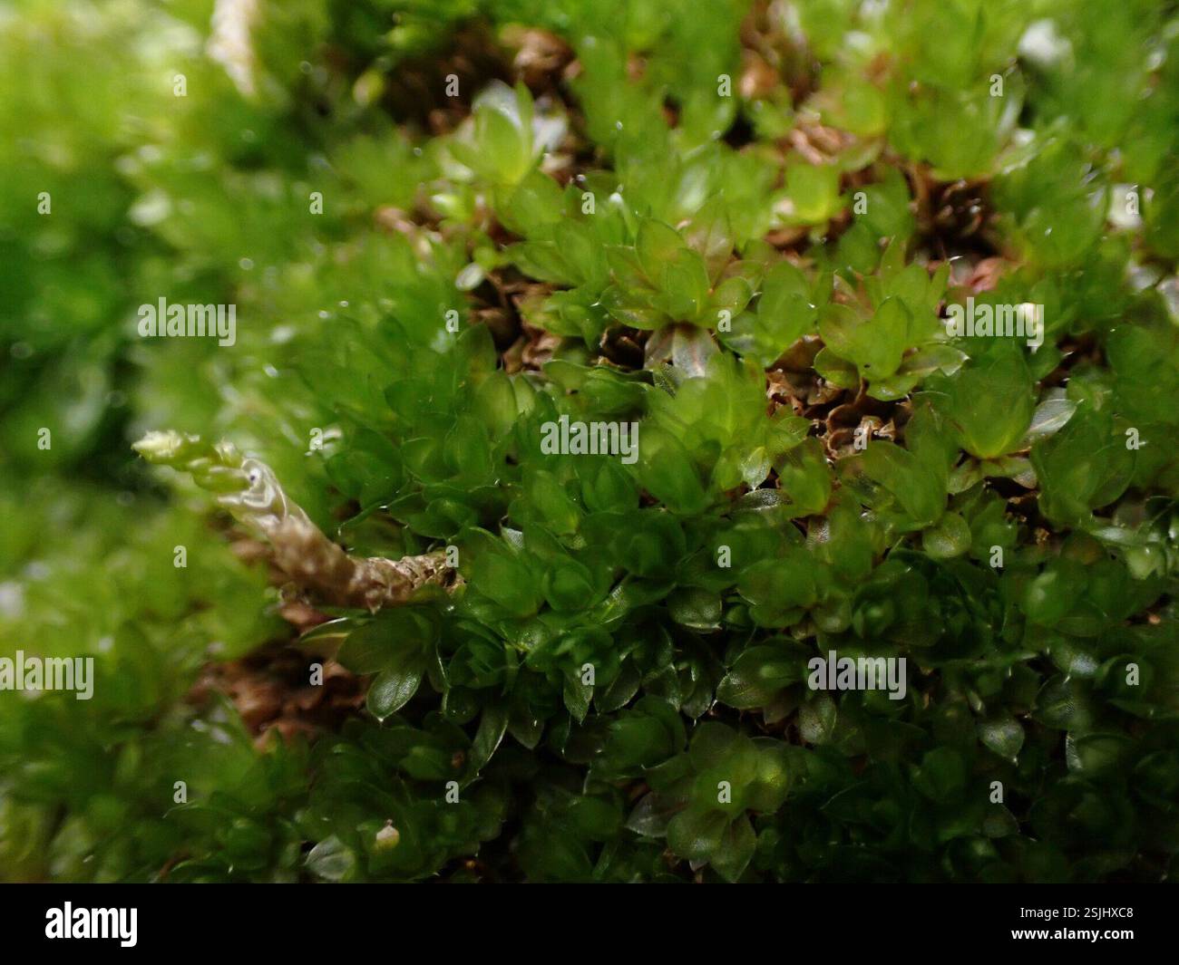Capillary Thread-moss (Ptychostomum capillare), Plantae, Comox, BC ...