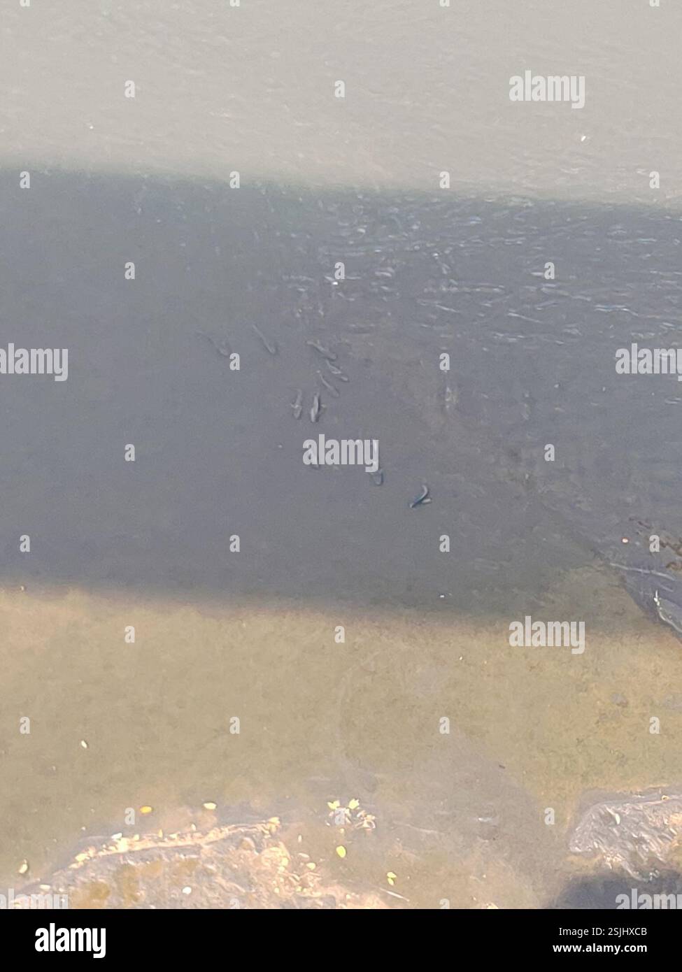 Ray-finned Fishes (Actinopterygii), Actinopterygii, 231, Taiwan ...