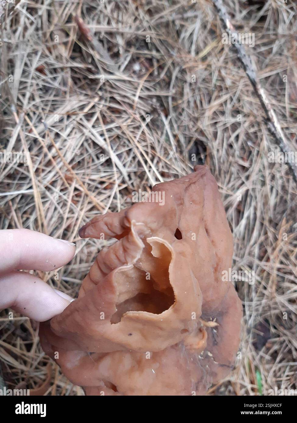 Saddle-shaped False Morel (Gyromitra infula), Fungi, Bottle Lake Forest ...