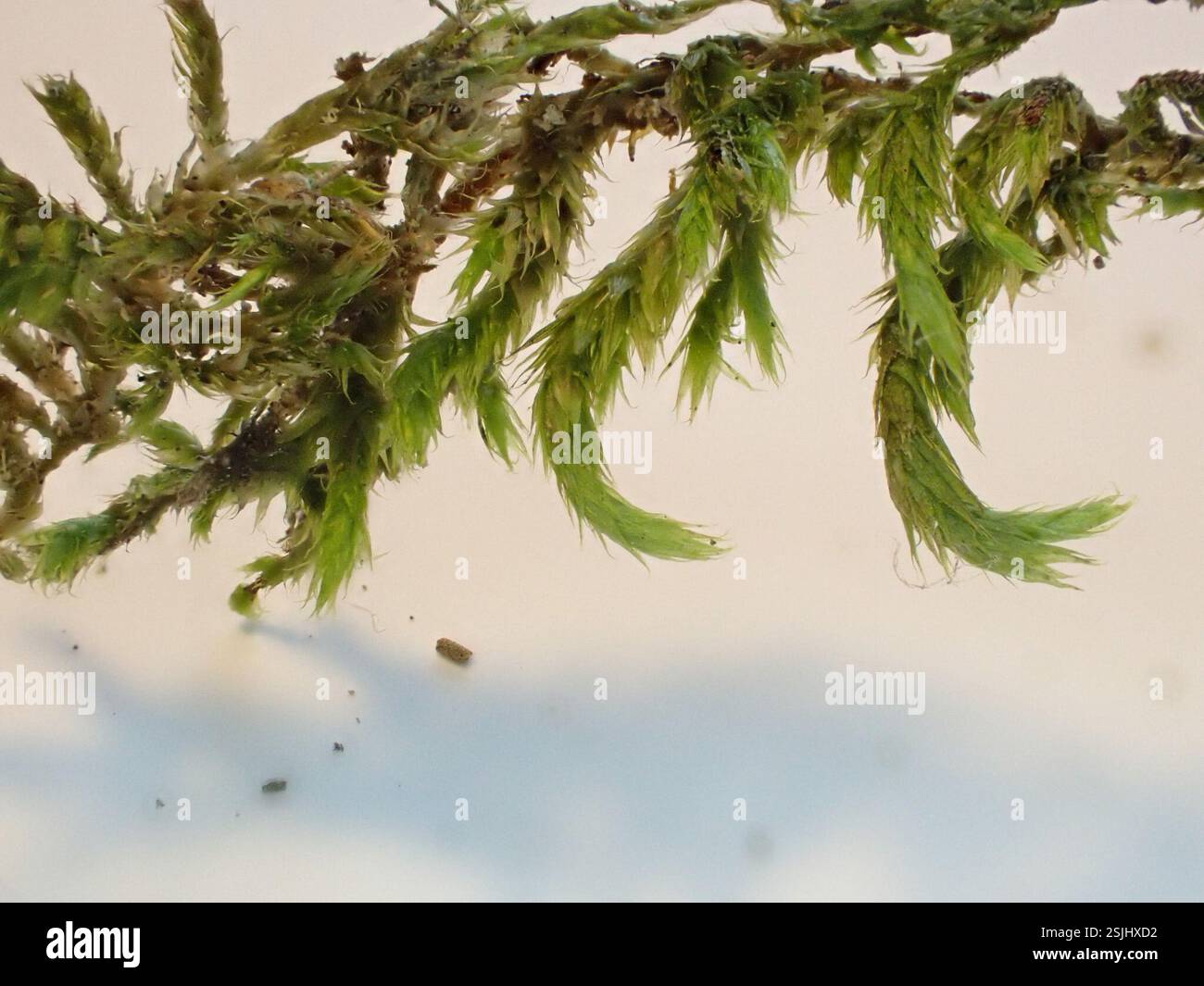 squirrel-tail moss (Leucodon sciuroides), Plantae, Lund, Sverige Stock ...
