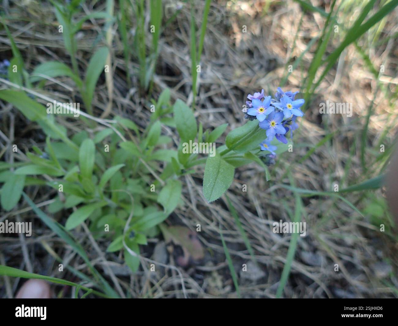 Forget-me-nots (Myosotis), Plantae, Red Deer, AB, Canada Stock Photo ...