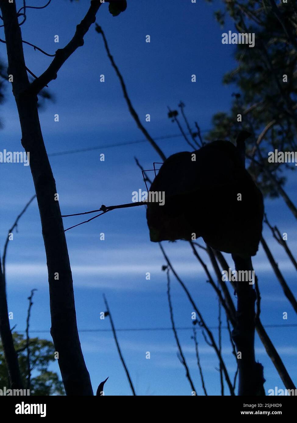 American Grass Mantis (Thesprotia graminis), Insecta, Windsor Forest ...