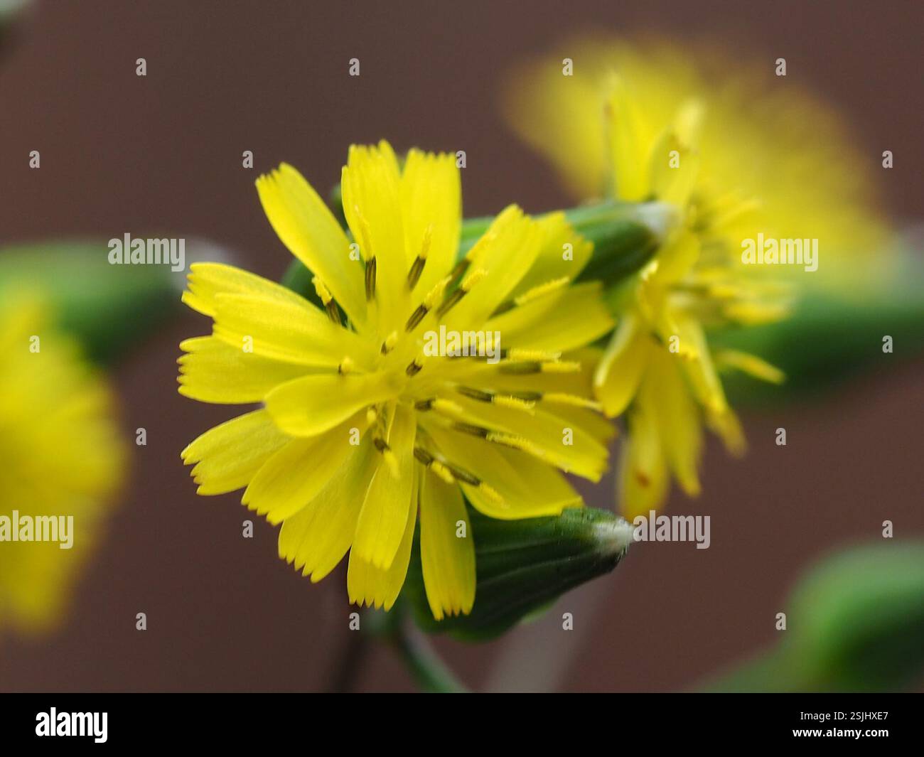 Oriental false hawksbeard (Youngia japonica), Plantae, 台灣雲林縣 Stock ...
